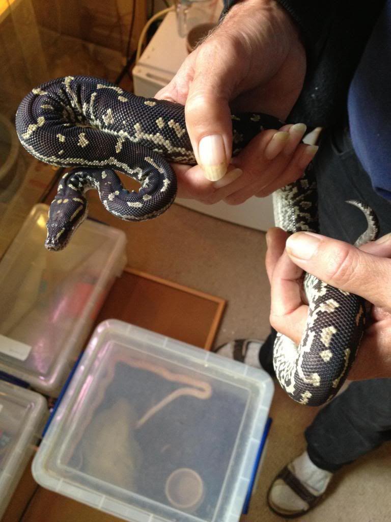Angolan Python Availability In Europe | Reptile Forums