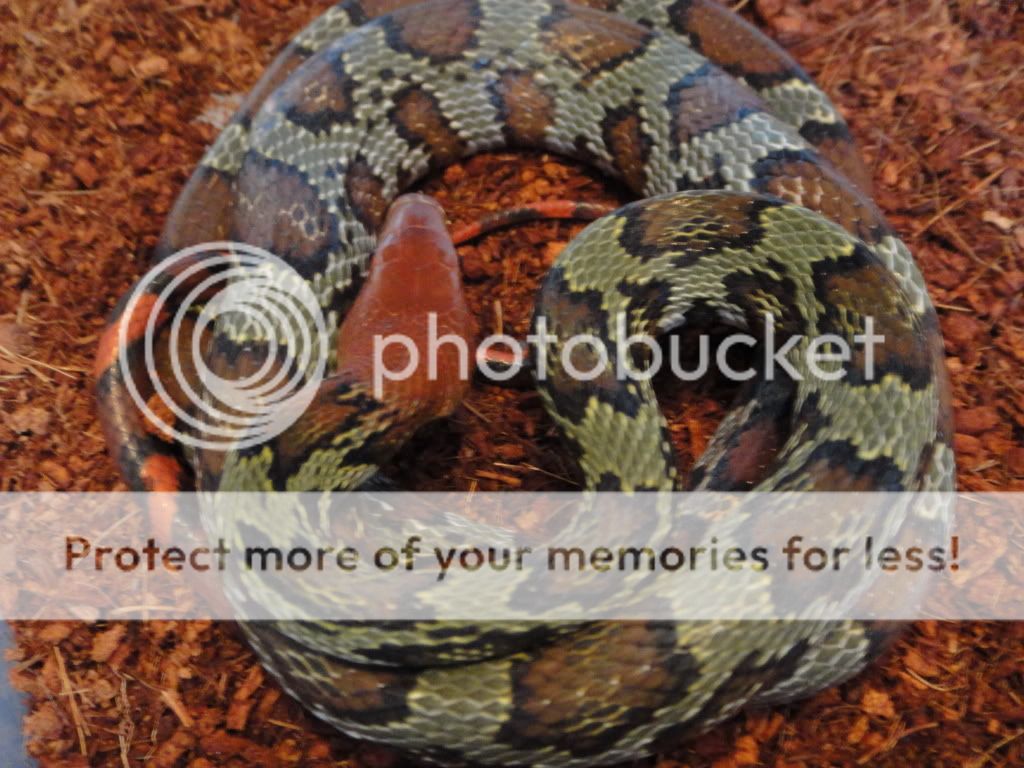 Moellendorff's/100 flower ratsnake | Reptile Forums